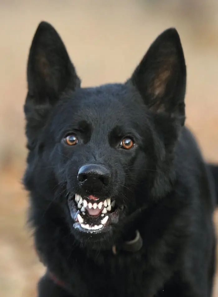 What Precautions Should Be Taken After Dog Bite