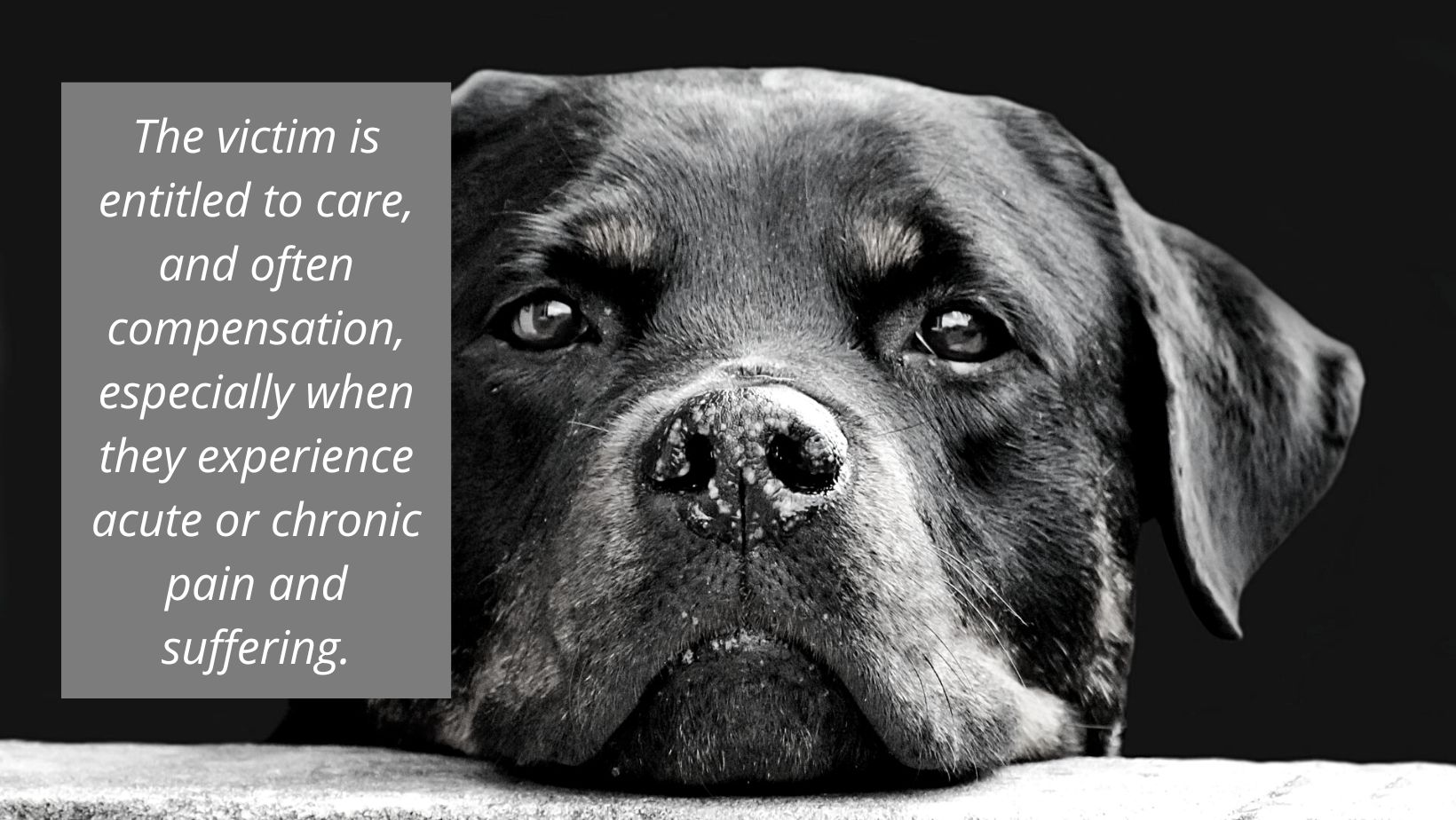 Common Dog Attack Injuries and Steps for Victims